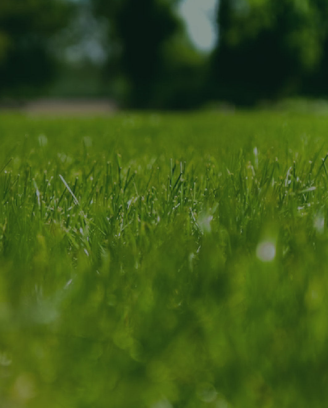 Say Goodbye to Winter Weeds and Lawn Prickles with Syngenta's Game-Cha ...